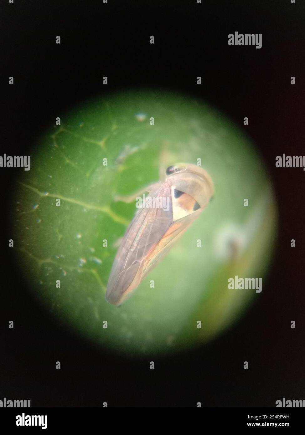 Idioscopus clypealis hi-res stock photography and images - Alamy