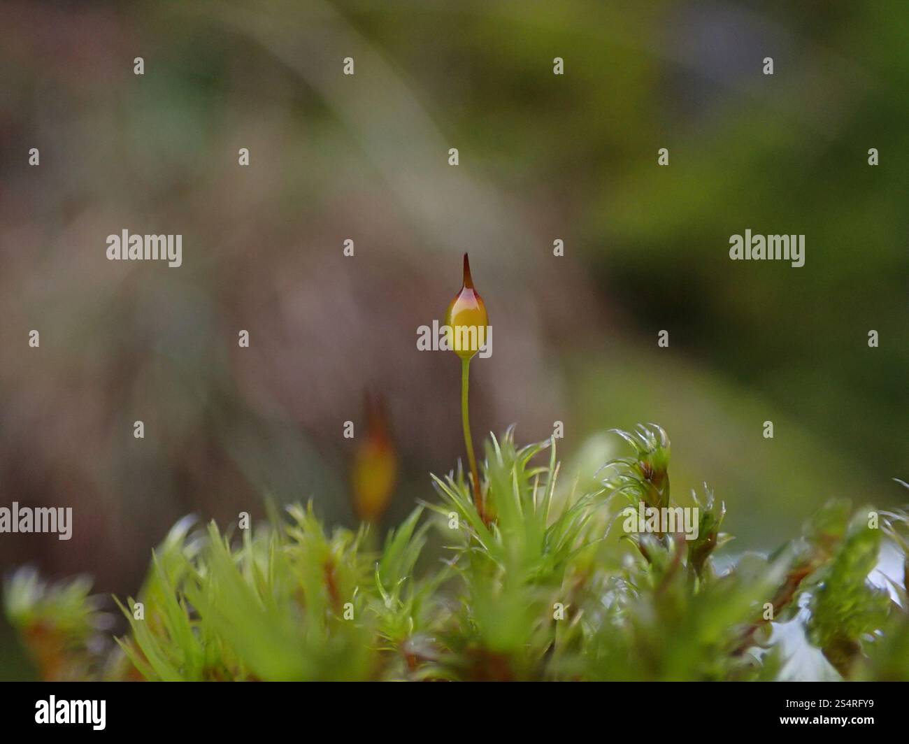 Yellow-green Rock Moss (Racomitrium heterostichum Stock Photo - Alamy