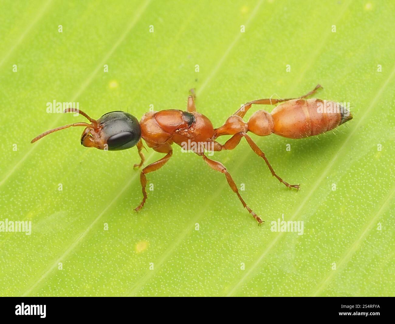 Gracilis-group Twig Ants (Pseudomyrmex gracilis Stock Photo - Alamy