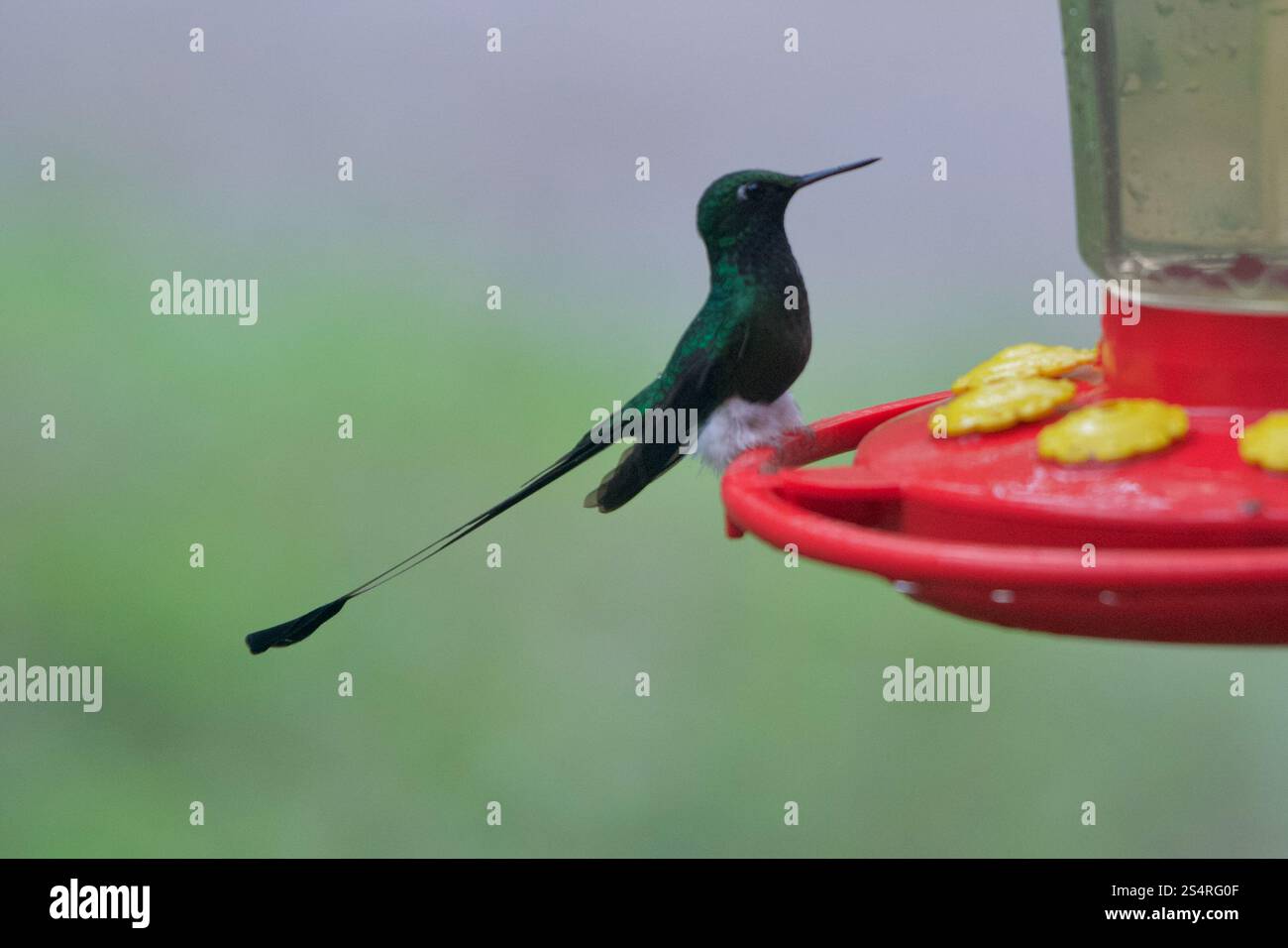 White-booted Racket-tail (Ocreatus underwoodii Stock Photo - Alamy