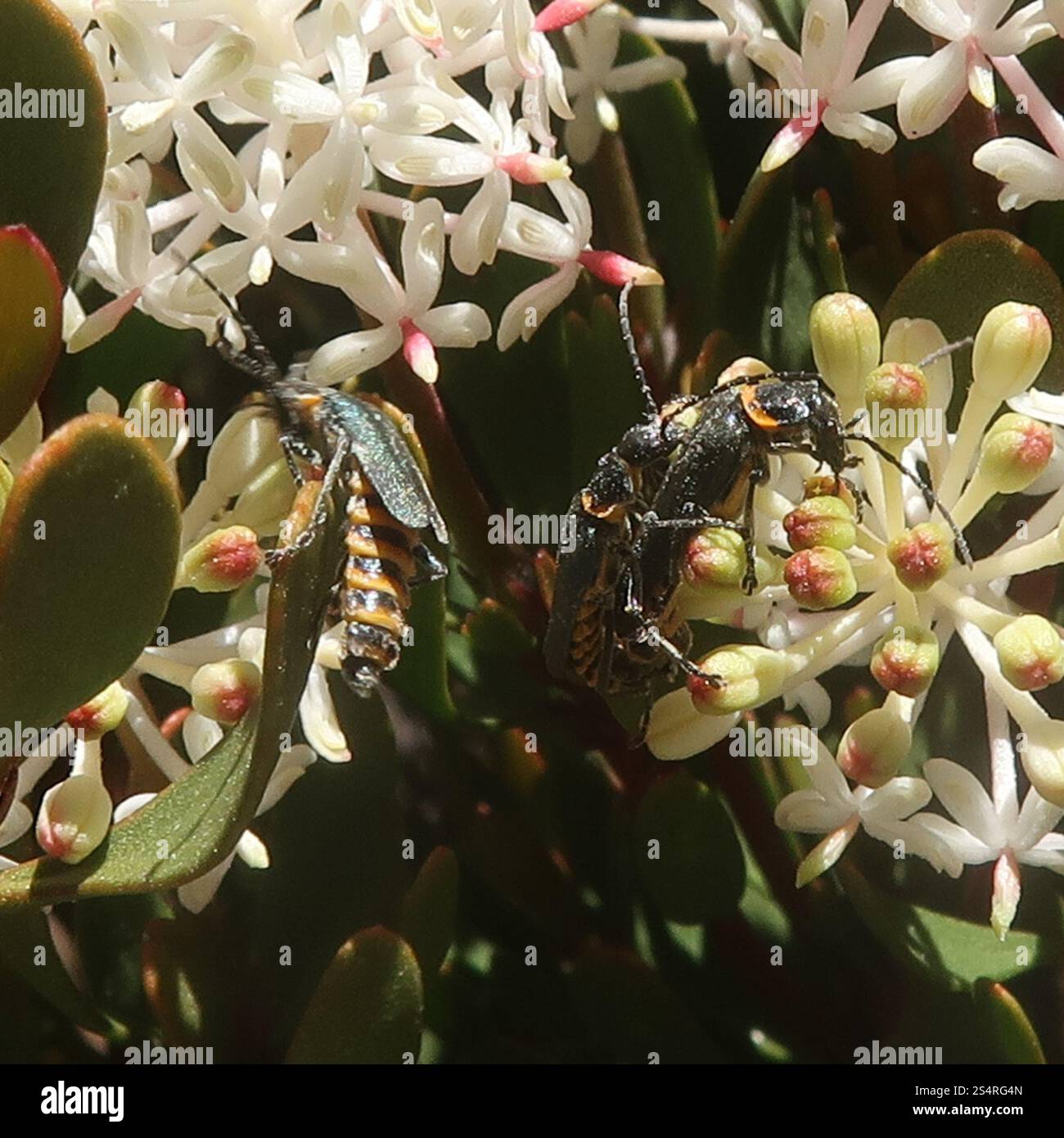 Plague Soldier Beetle (Chauliognathus lugubris Stock Photo - Alamy