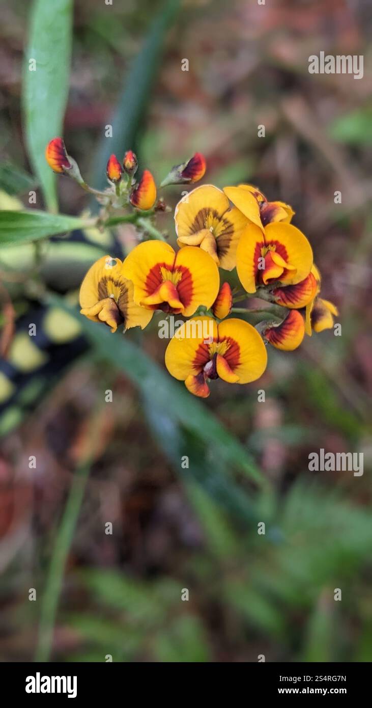 narrow leaf bitter pea (Daviesia corymbosa Stock Photo - Alamy