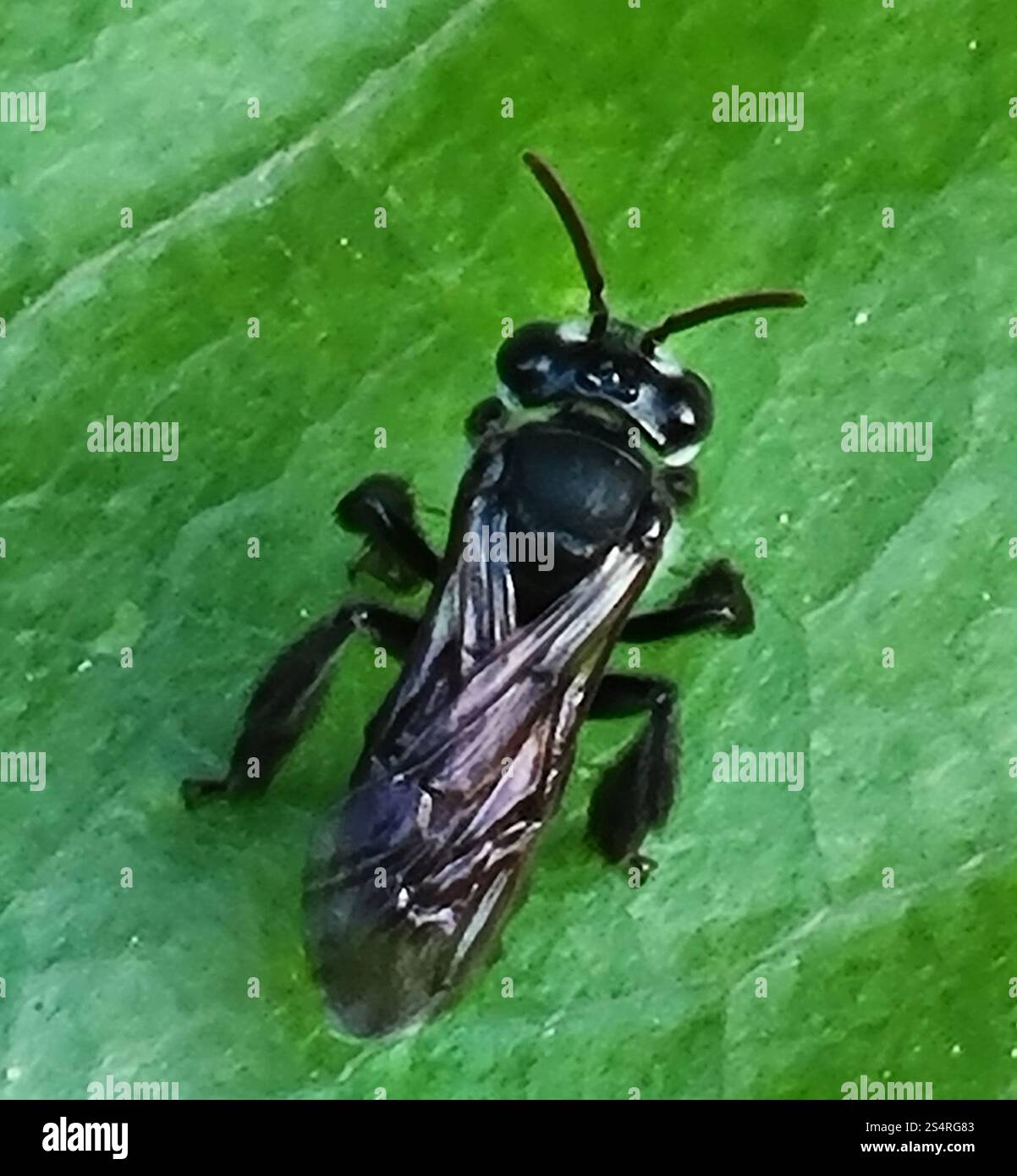 Apine Bees (Apinae Stock Photo - Alamy