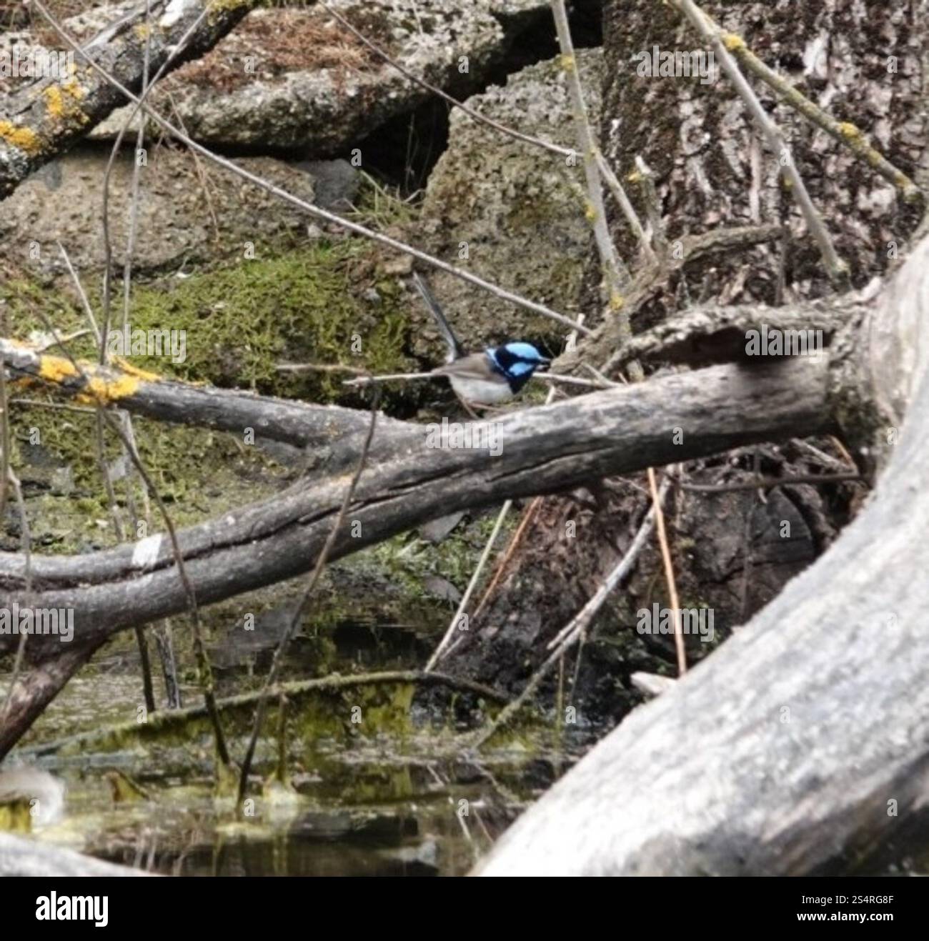 Superb Fairywren (Malurus cyaneus Stock Photo - Alamy