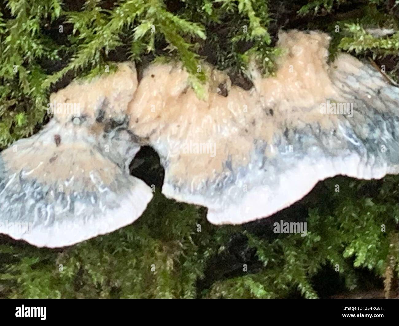 Blue Cheese Polypore (Cyanosporus caesius Stock Photo - Alamy