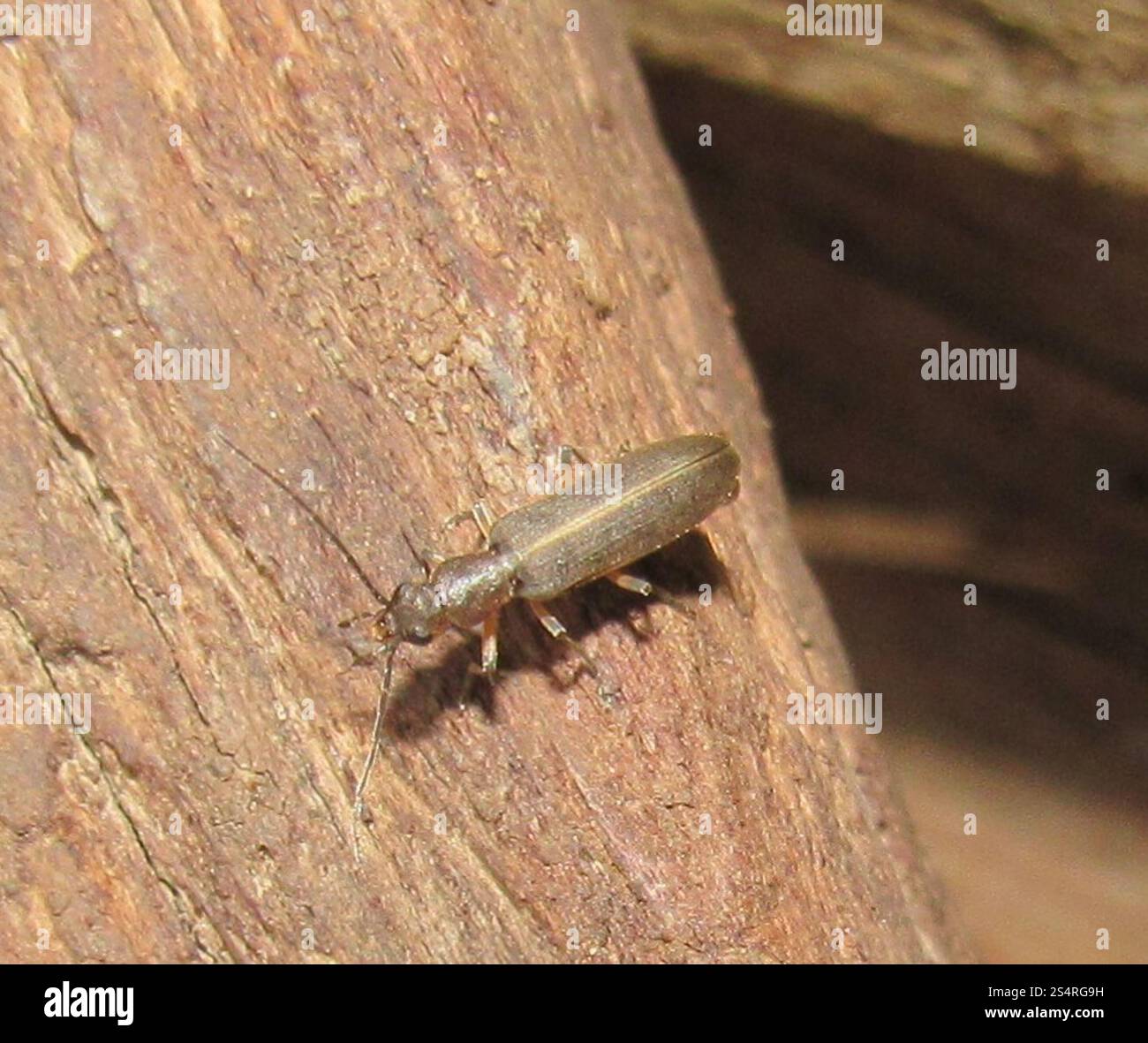 False Blister Beetles (Oedemeridae Stock Photo - Alamy