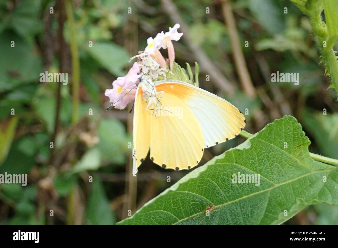 Common Dotted Border (Mylothris agathina agathina Stock Photo - Alamy