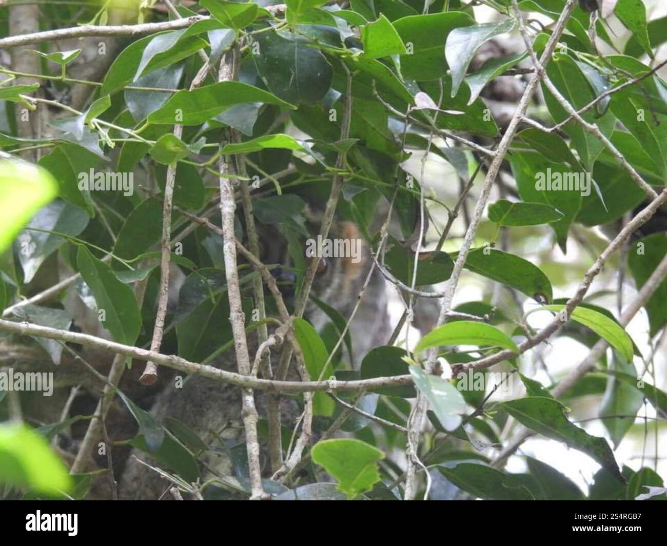 Lemur laniger hi-res stock photography and images - Alamy