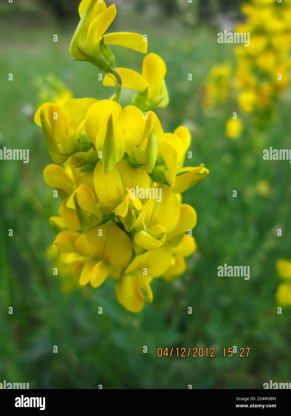 Round Pod Rattle Bush (Crotalaria globifera Stock Photo - Alamy