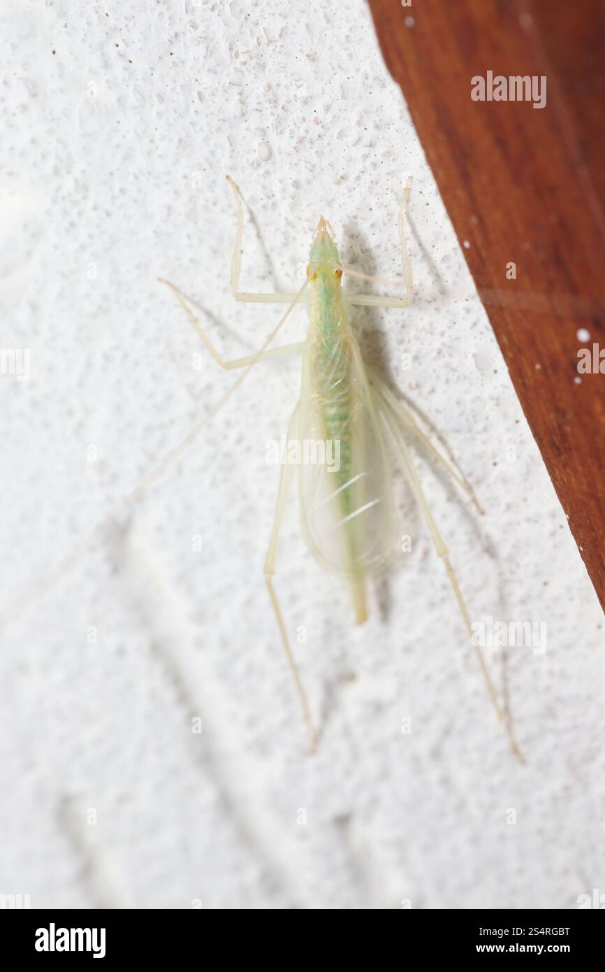 Common Tree Crickets (Oecanthus Stock Photo - Alamy