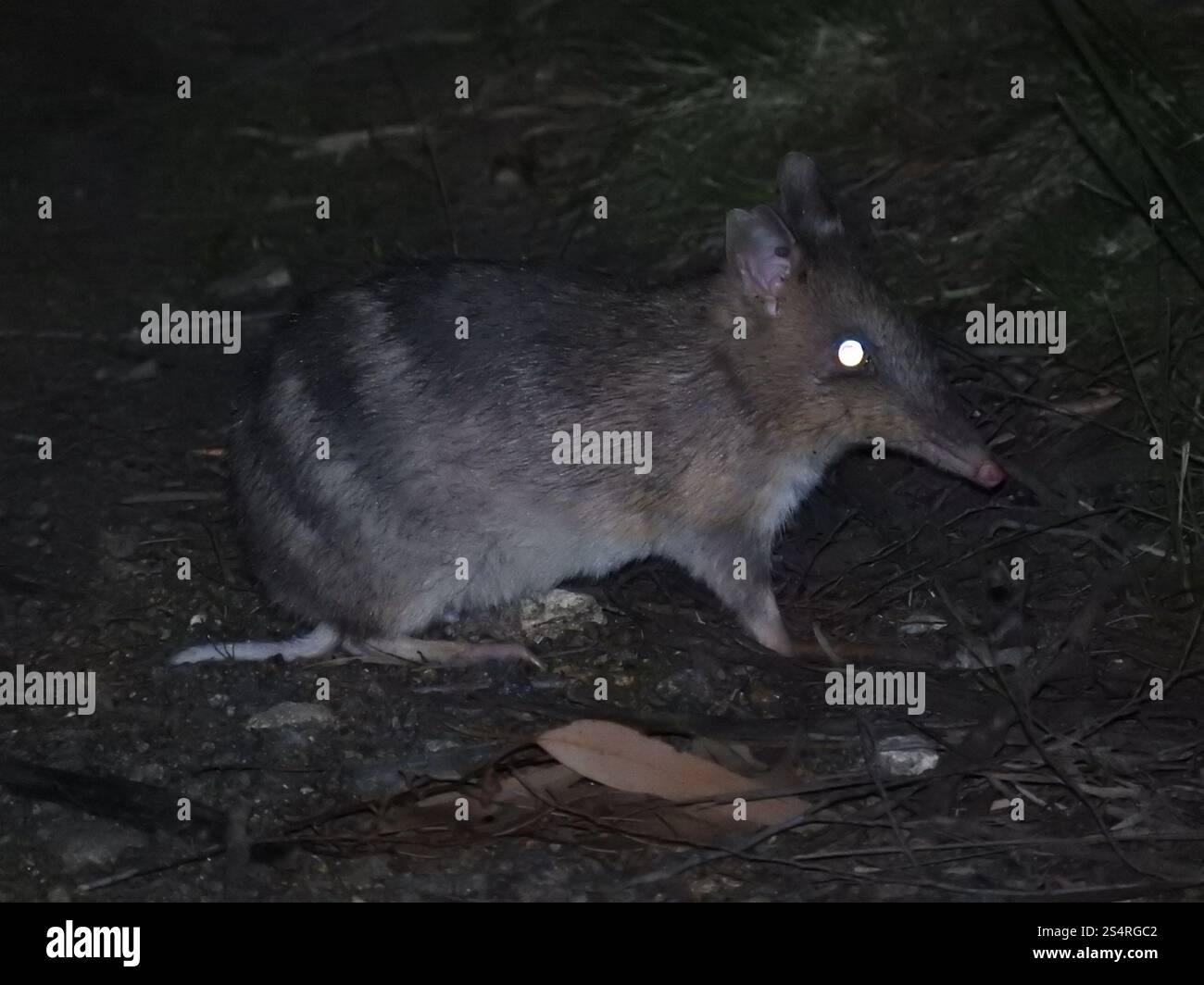 Eastern Barred Bandicoot (Perameles gunnii Stock Photo - Alamy