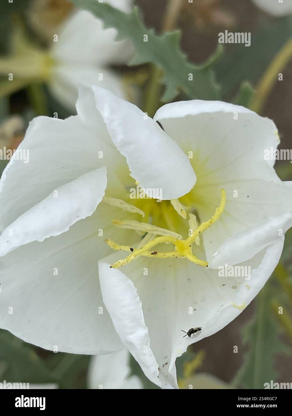 Annual Evening Primrose (Oenothera deltoides deltoides Stock Photo - Alamy
