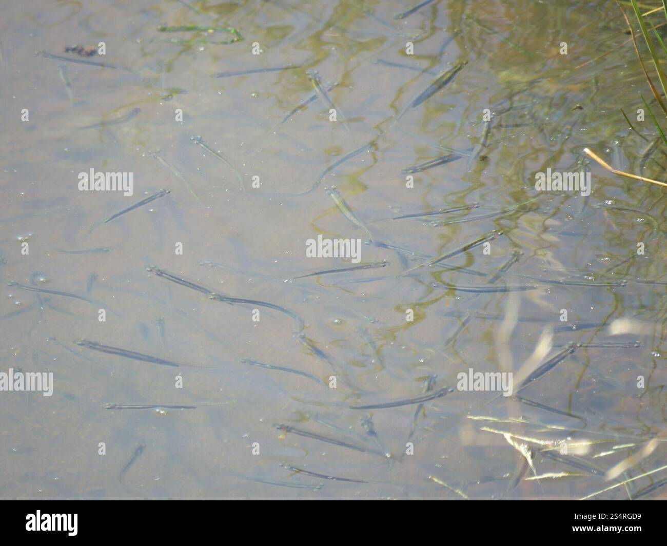 Ray-finned Fishes (Actinopterygii Stock Photo - Alamy
