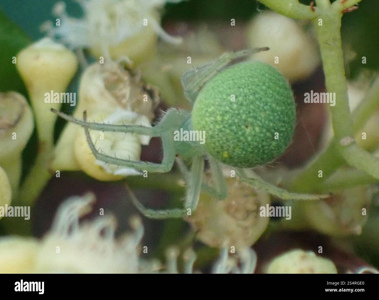 Angulate and Roundshouldered Orbweavers (Araneus Stock Photo - Alamy