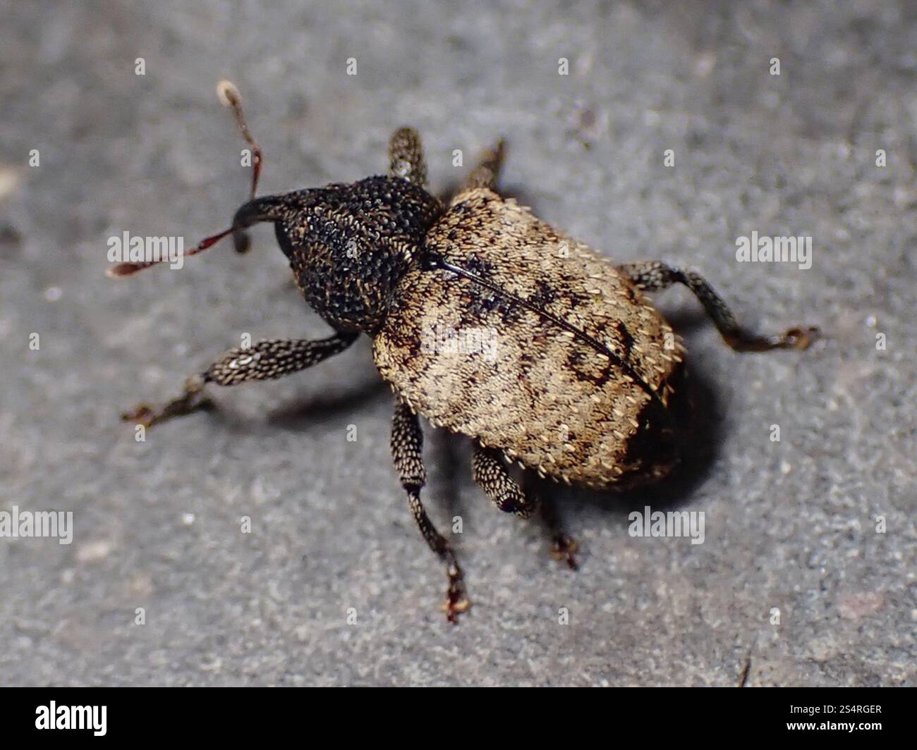 True Weevils (Curculionidae Stock Photo - Alamy