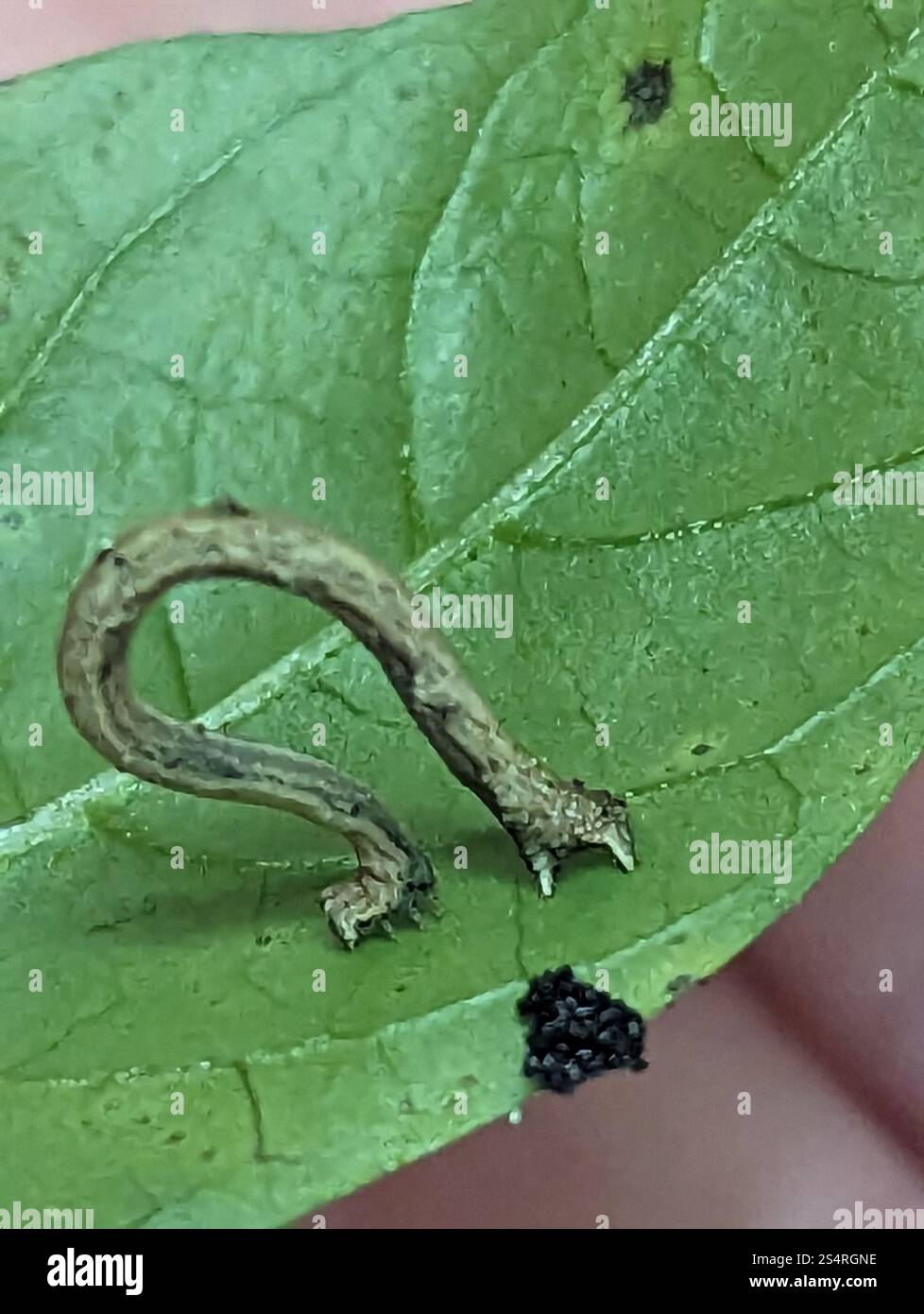 Wax Myrtle Wave (Cyclophora myrtaria Stock Photo - Alamy
