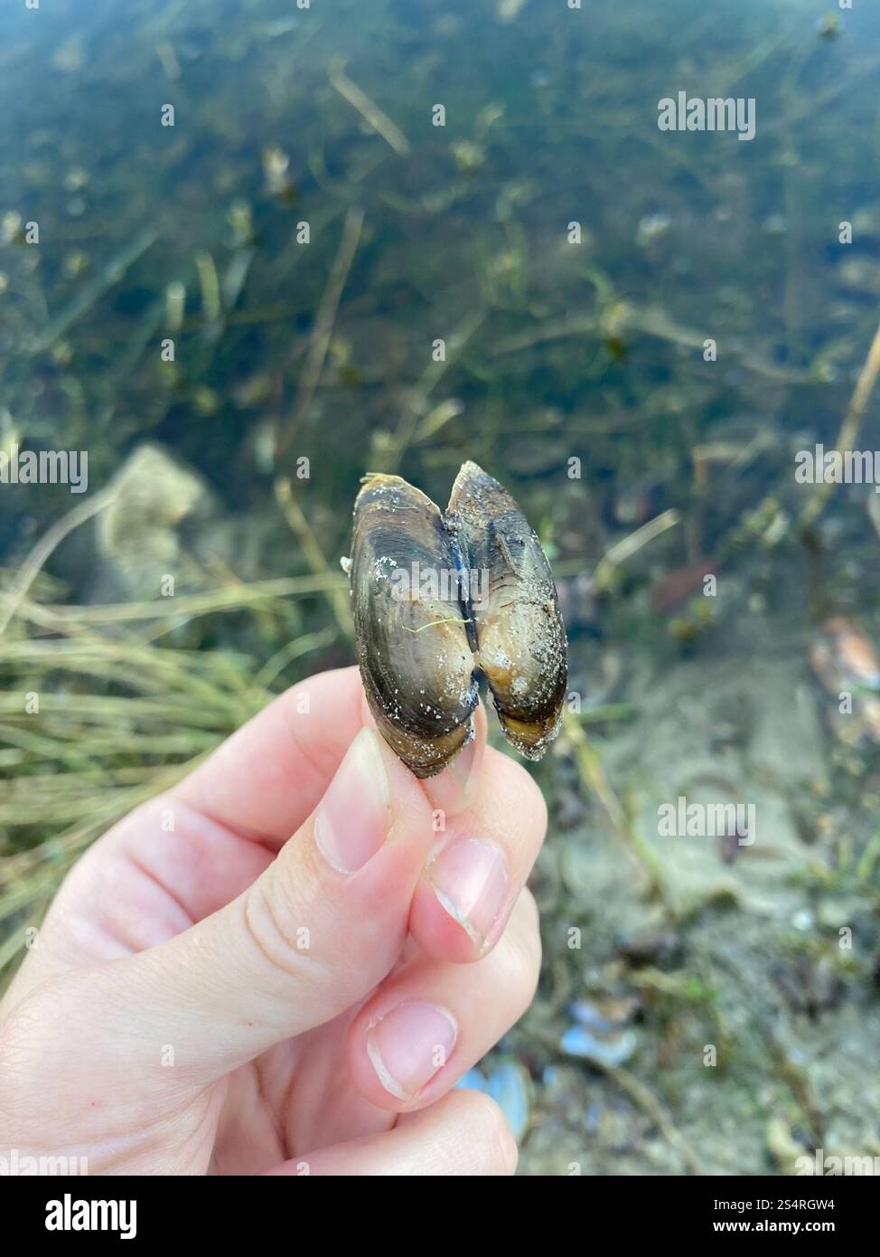 Florida Spike (Elliptio jayensis Stock Photo - Alamy