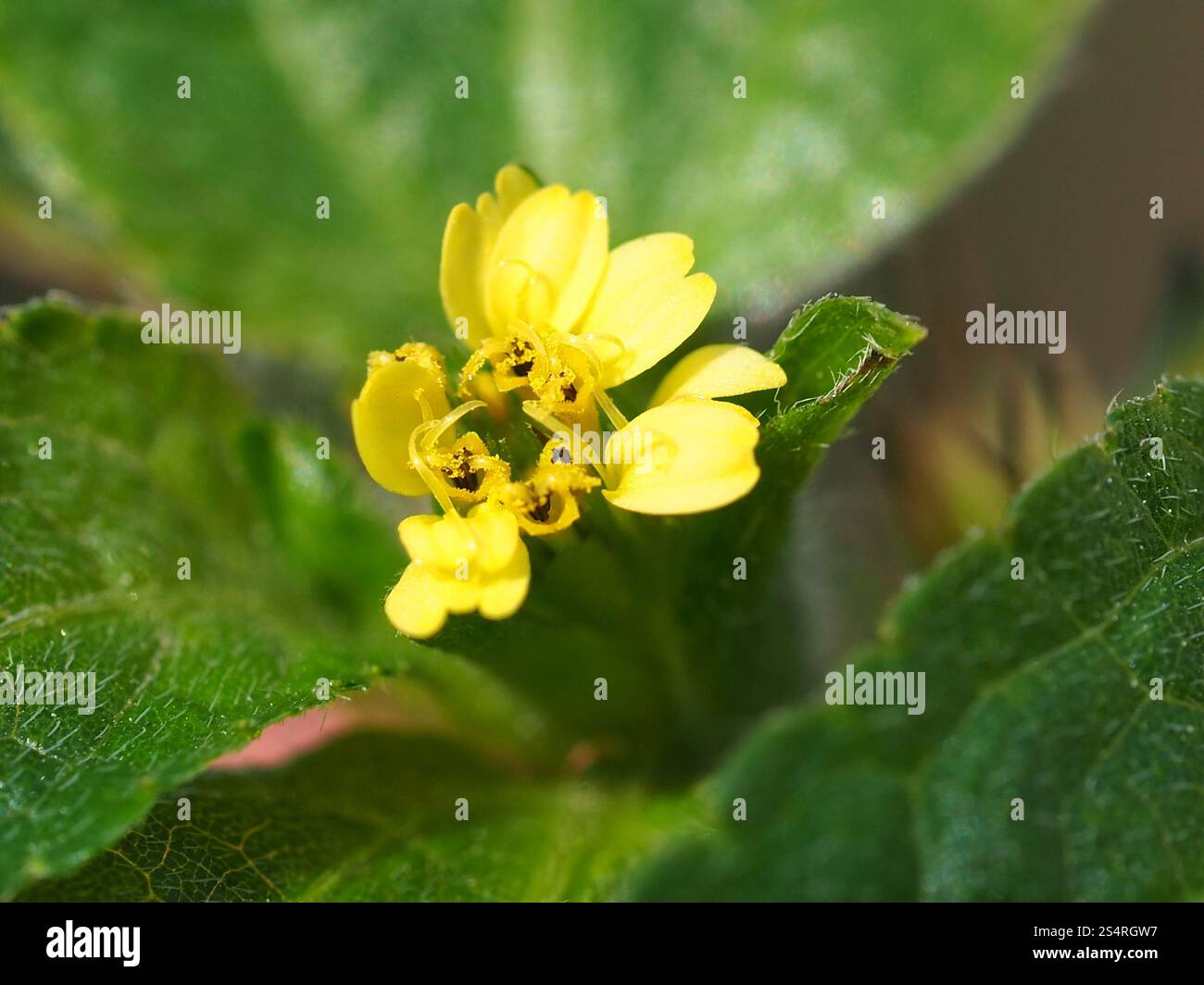 Nodeweed (Synedrella nodiflora Stock Photo - Alamy