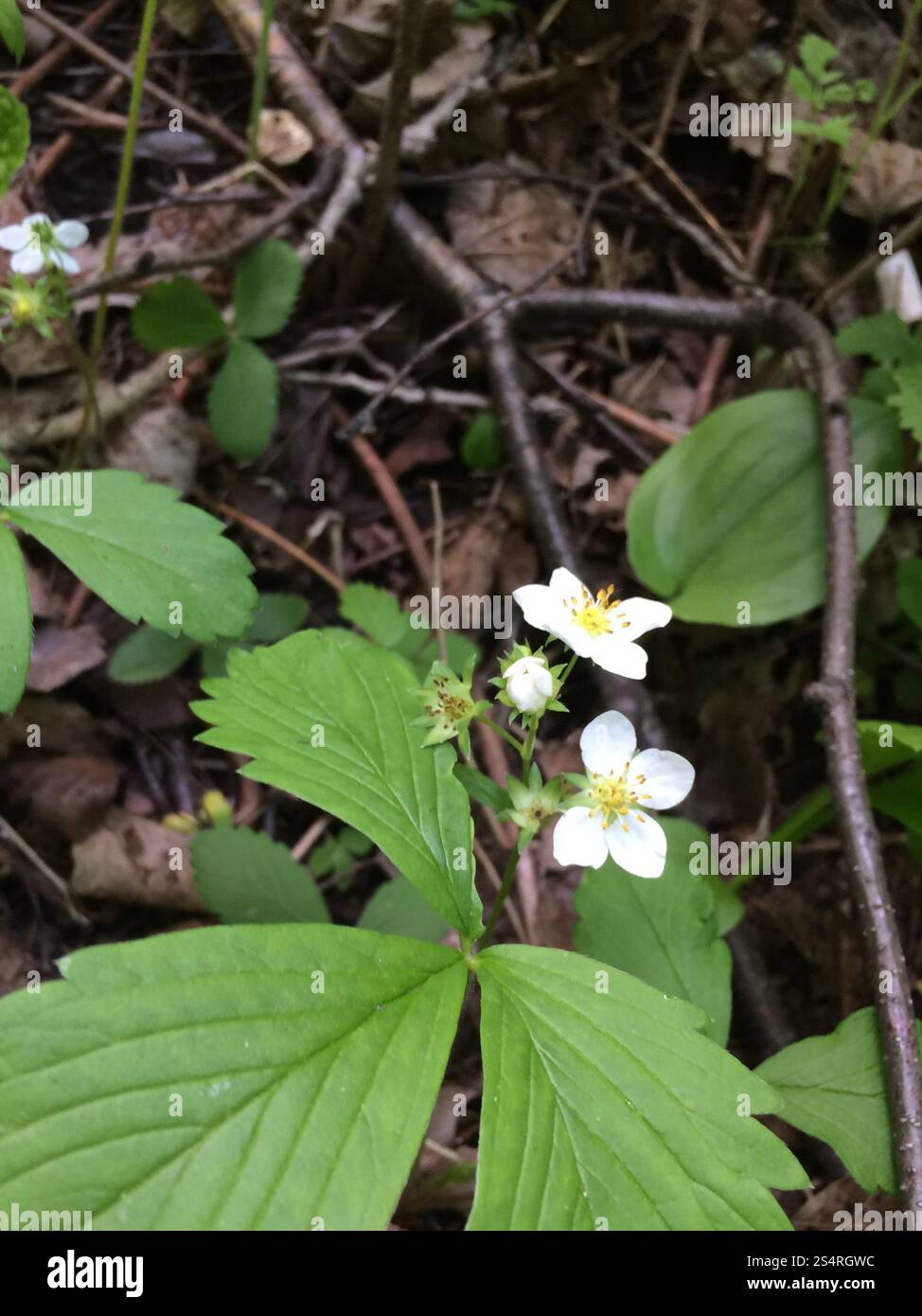 Common Virginia strawberry (Fragaria virginiana virginiana Stock Photo ...
