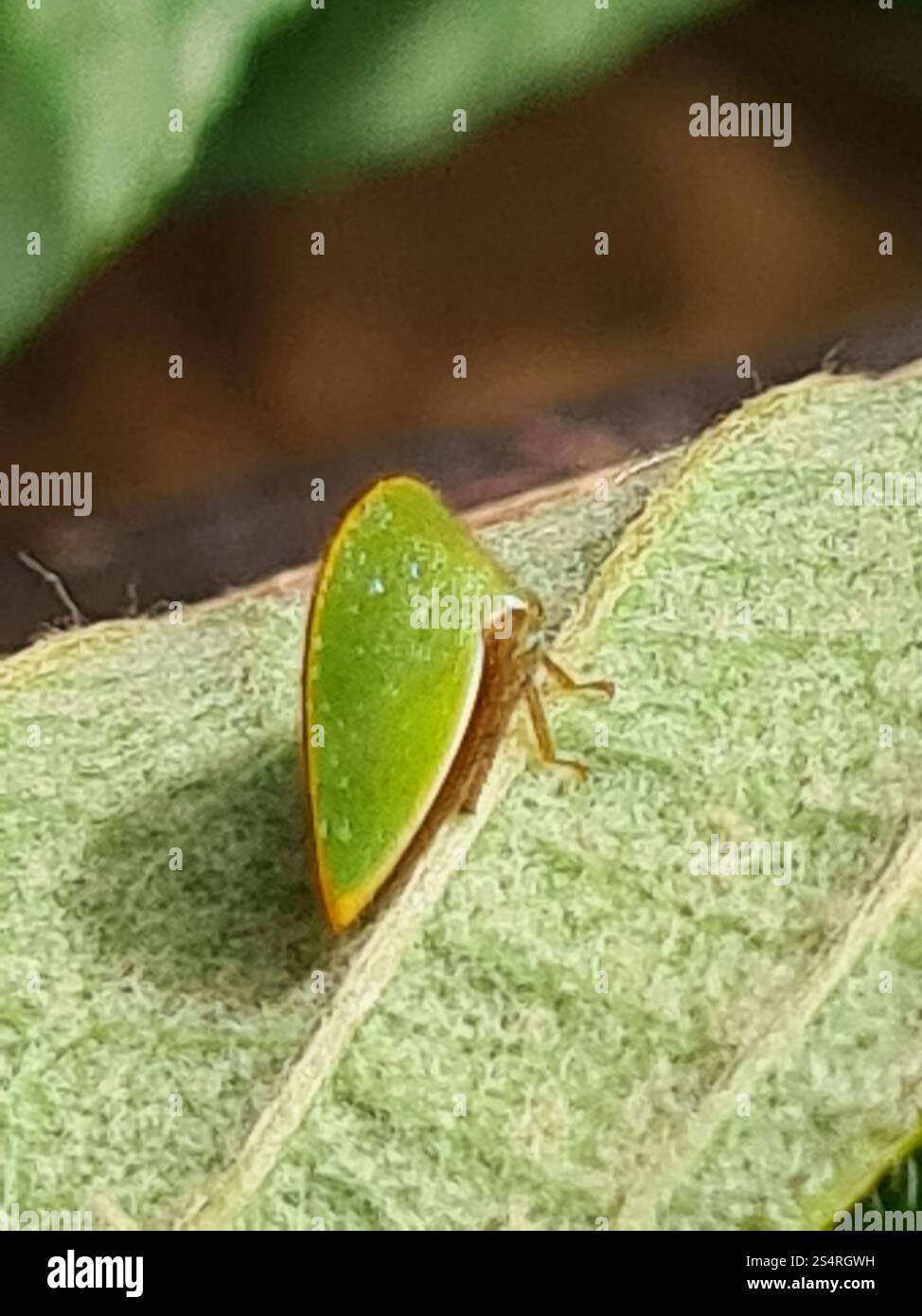 Typical Treehoppers (Membracidae Stock Photo - Alamy