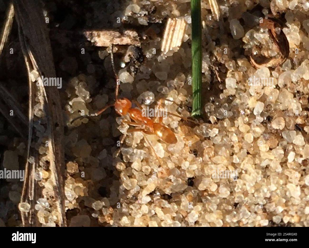 Buren's Pyramid Ant (Dorymyrmex bureni Stock Photo - Alamy