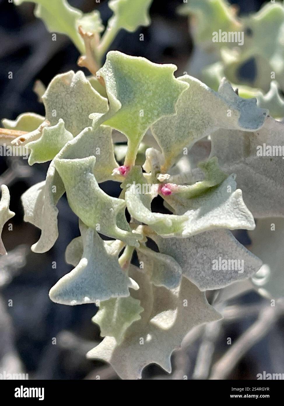 Desert Holly (Atriplex hymenelytra Stock Photo - Alamy