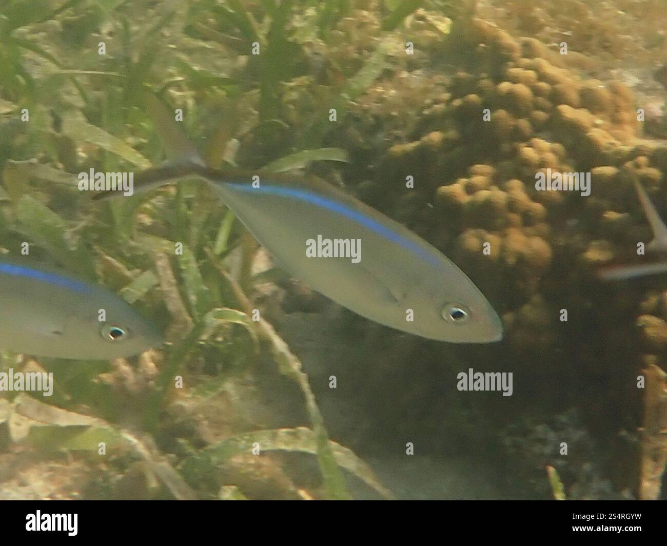 Bar Jack (Caranx ruber Stock Photo - Alamy