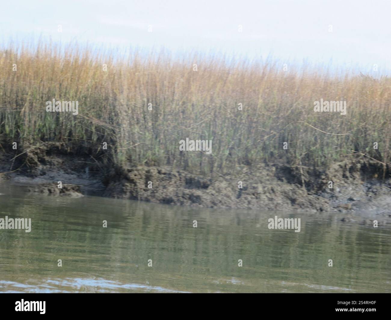 Saltmarsh Cordgrass (Sporobolus alterniflorus Stock Photo - Alamy