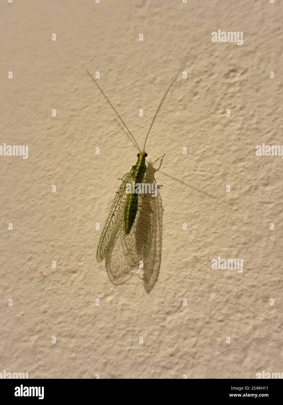 common green lacewings (Chrysoperla Stock Photo - Alamy