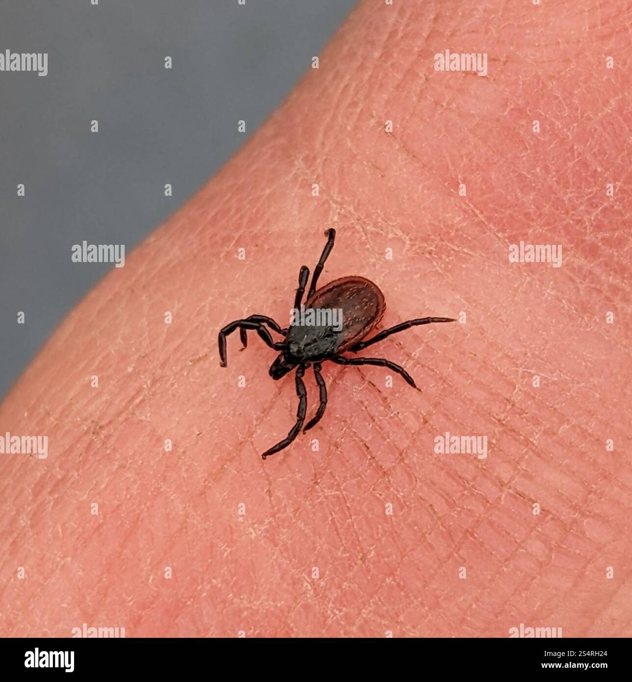 Western Black-legged Tick (Ixodes pacificus Stock Photo - Alamy