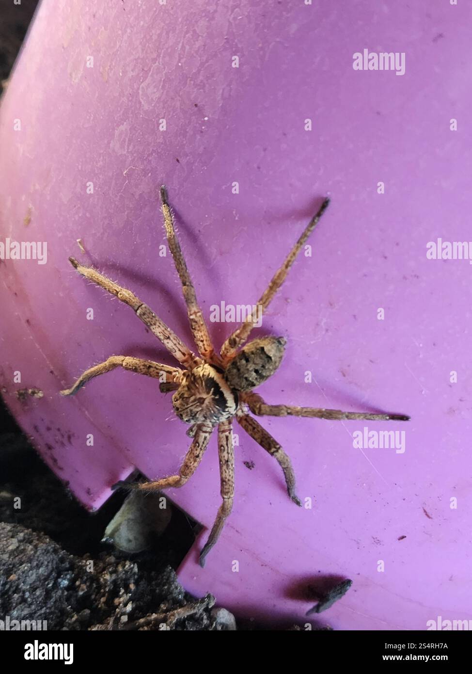 Giant Huntsman Spiders (Heteropoda Stock Photo - Alamy