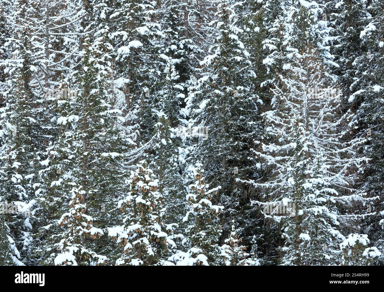Snowy fir trees on mountain slope Stock Photo - Alamy