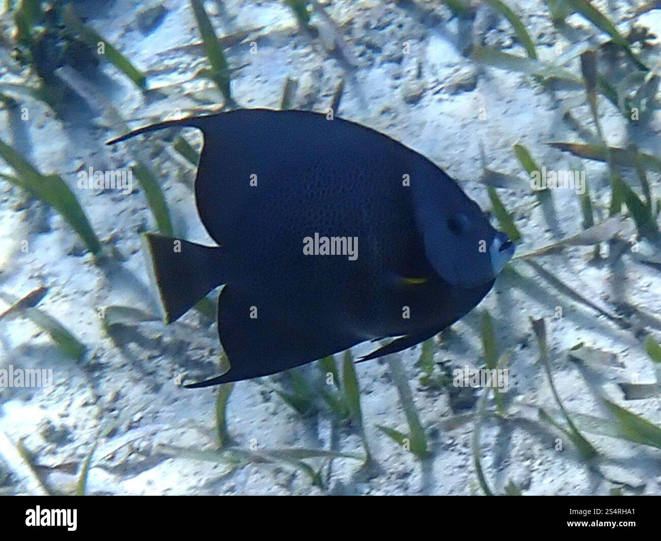 Grey Angelfish (Pomacanthus arcuatus Stock Photo - Alamy