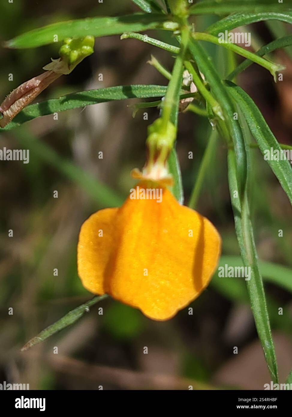 spade flower (Pigea stellarioides Stock Photo - Alamy