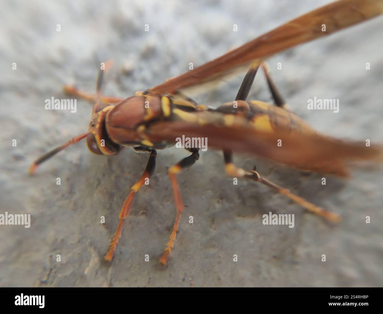 Variegated Paper Wasp (Polistes versicolor Stock Photo - Alamy