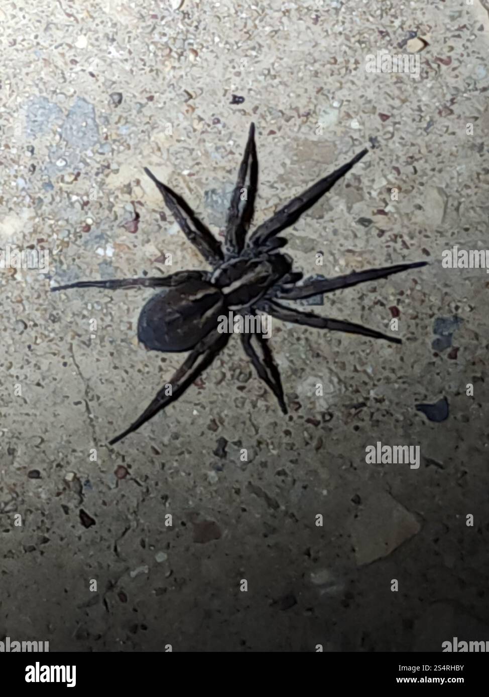 Union-Jack Wolf Spiders (Tasmanicosa Stock Photo - Alamy