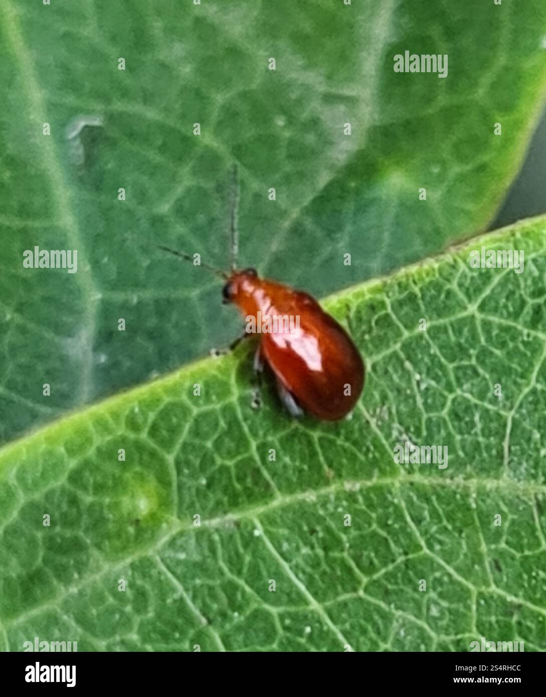 Flea Beetles (Alticini Stock Photo - Alamy