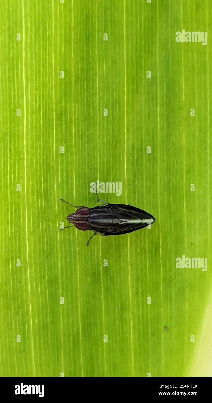 Treehopper Mimicking Fly (Cephaloconus cyprinus Stock Photo - Alamy