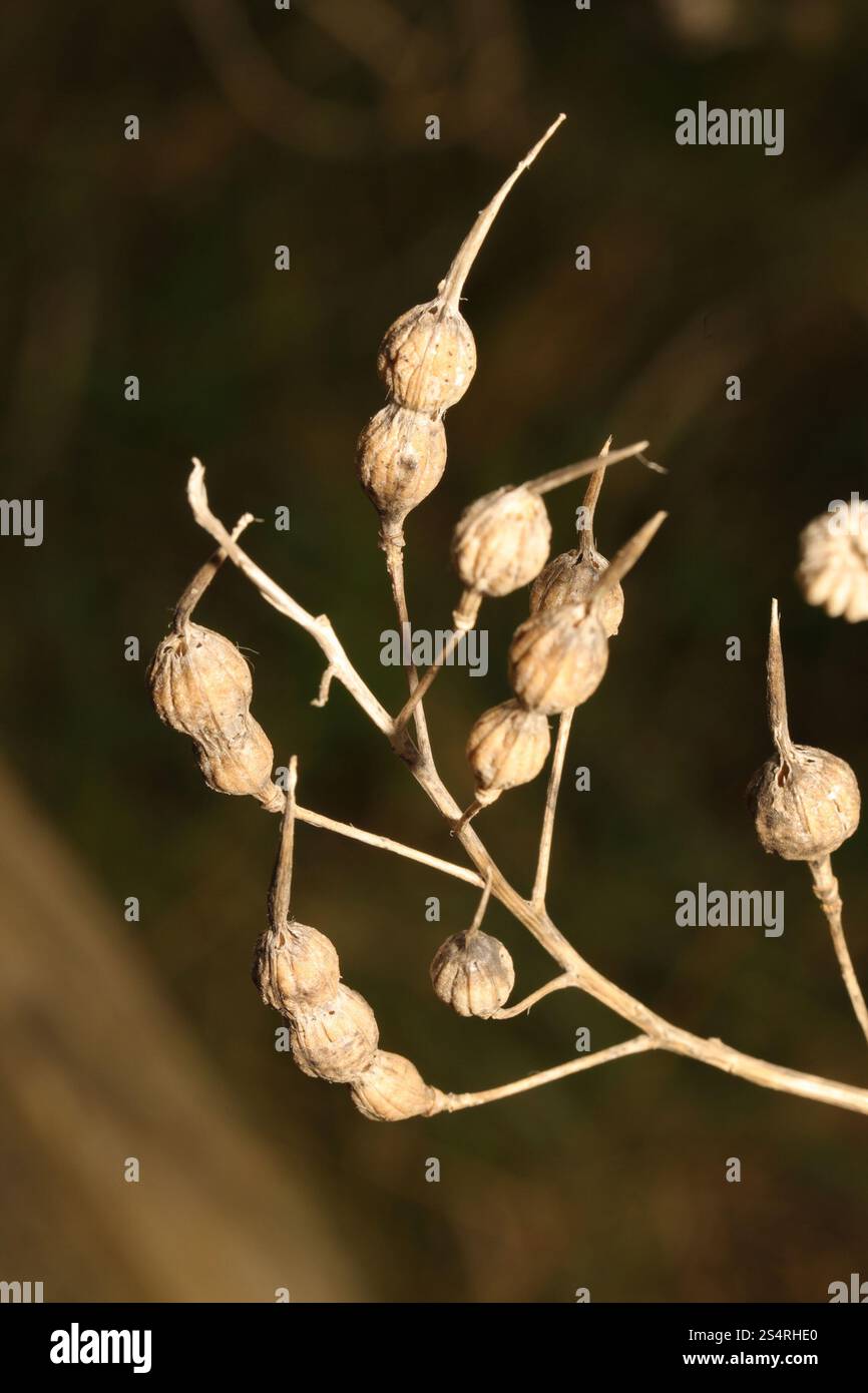 Mediterranean Radish (Raphanus raphanistrum landra Stock Photo - Alamy