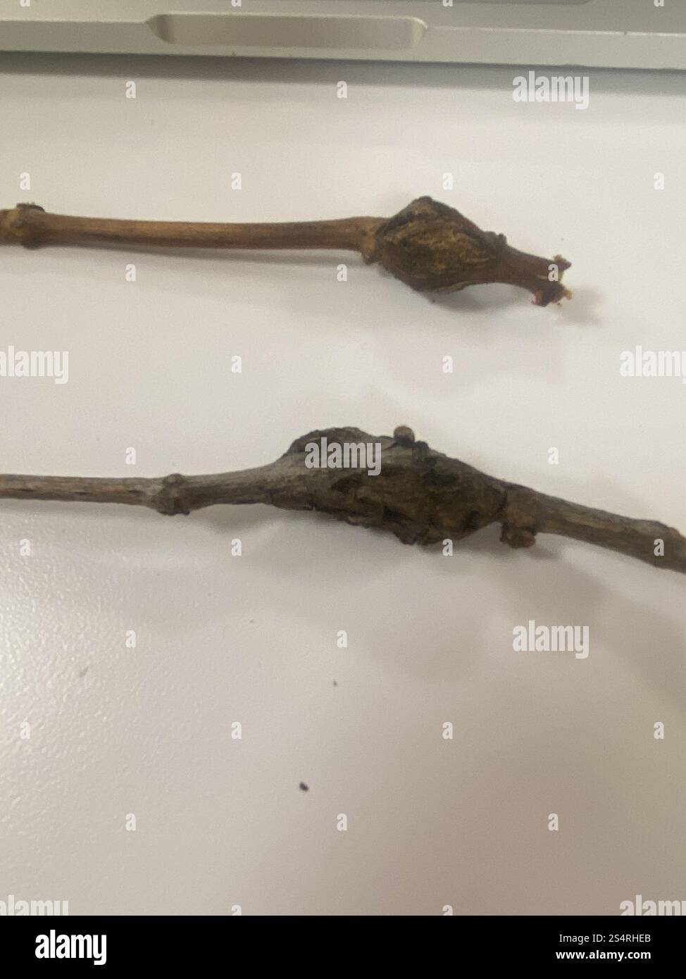 Apple Twig Borer (Amphicerus bicaudatus Stock Photo - Alamy