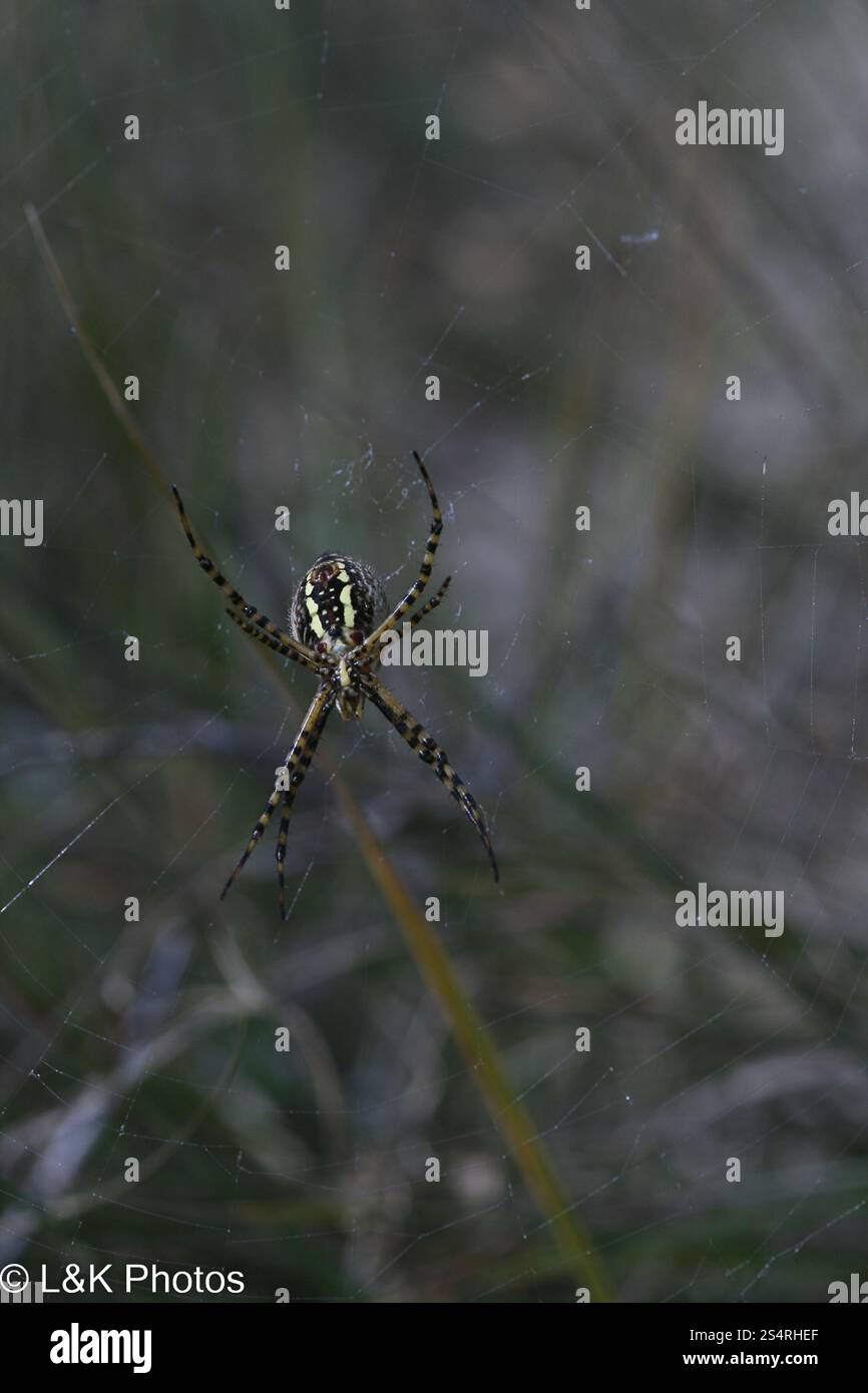 Banded Garden Spider (Argiope trifasciata Stock Photo - Alamy