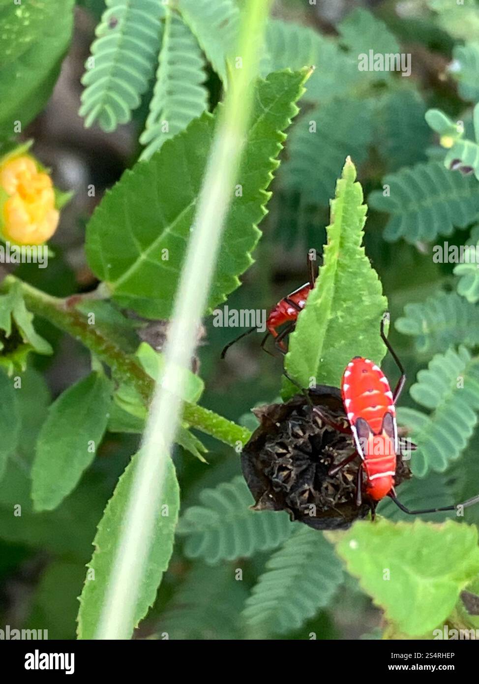 St. Andrew's Cotton Stainer (Dysdercus andreae Stock Photo - Alamy