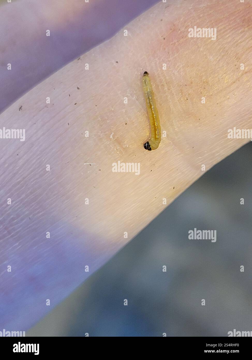 Blueberry Tip Borer Moth (Hendecaneura shawiana Stock Photo - Alamy