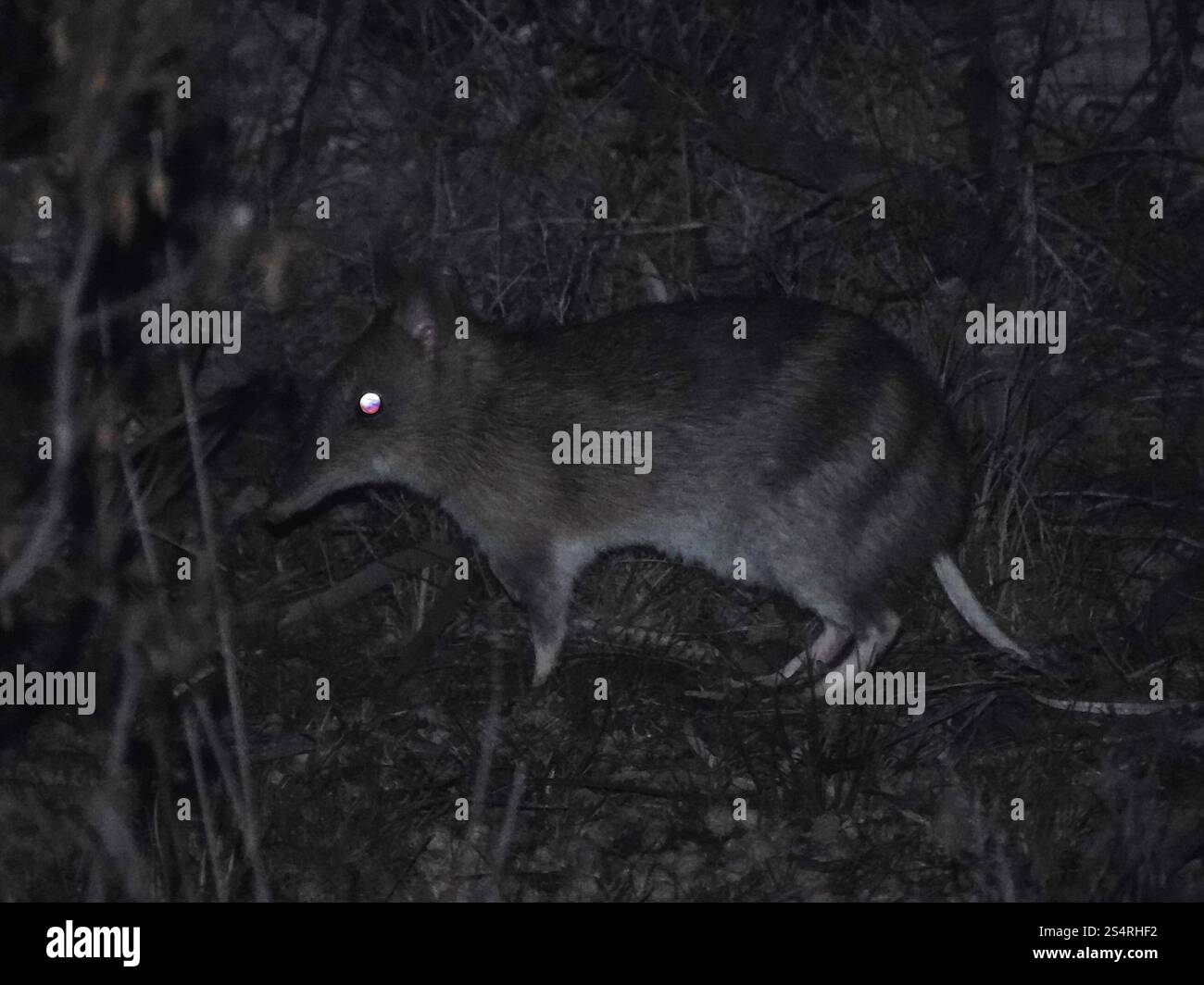 Eastern Barred Bandicoot (Perameles gunnii Stock Photo - Alamy
