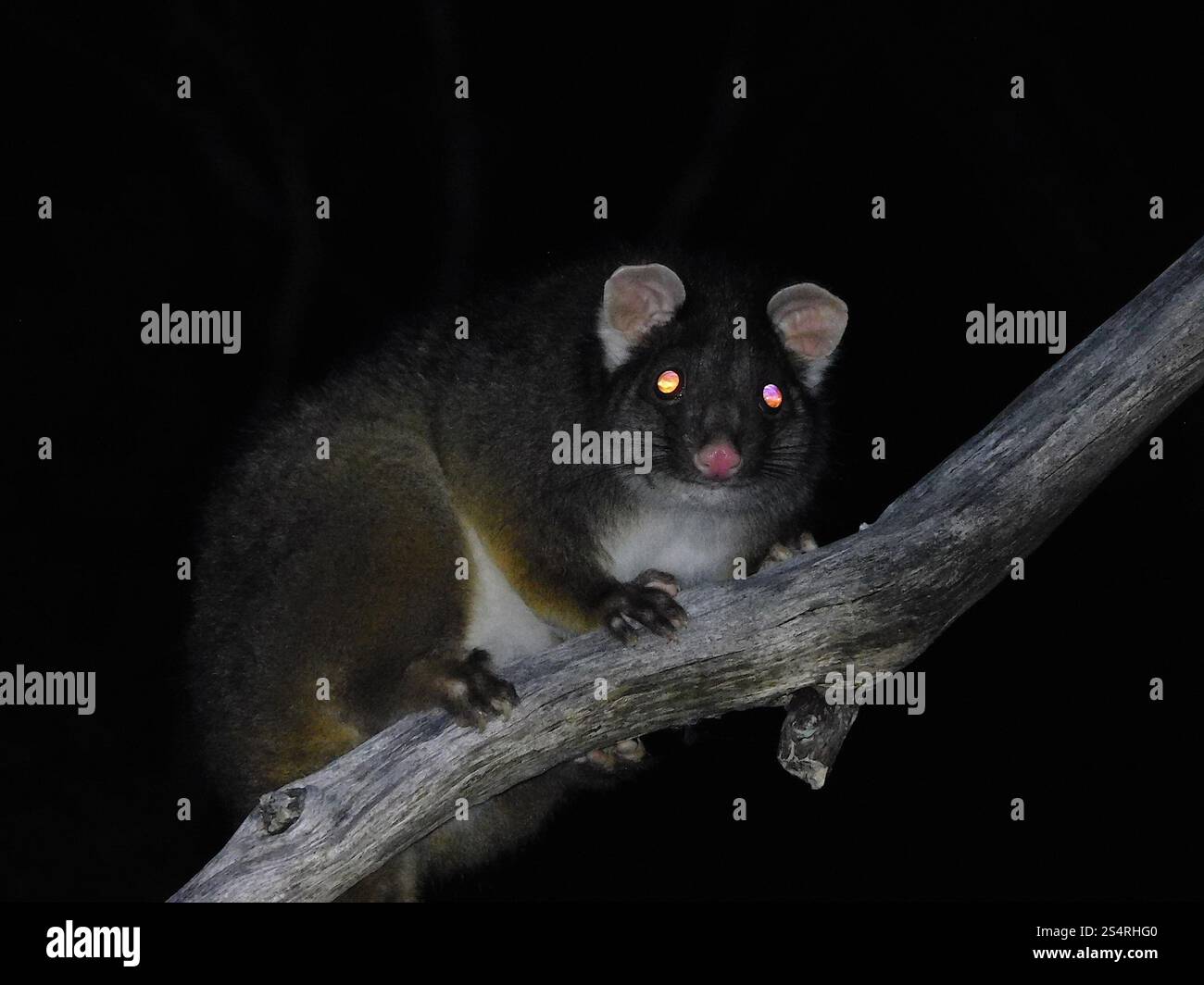 Common Ring-tailed Possum (Pseudocheirus peregrinus Stock Photo - Alamy