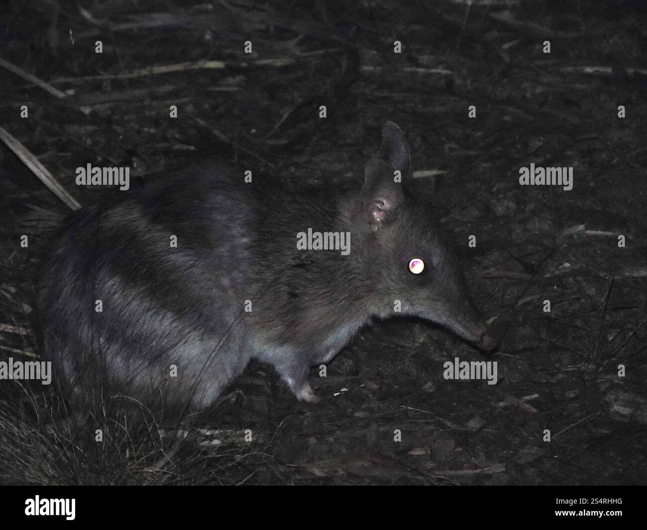 Eastern Barred Bandicoot (Perameles gunnii Stock Photo - Alamy