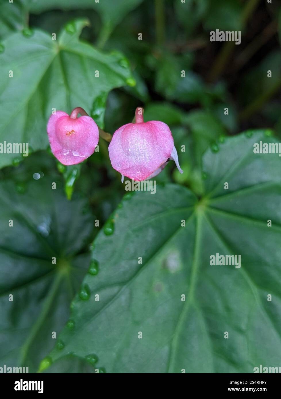 Begonia formosana hi-res stock photography and images - Alamy