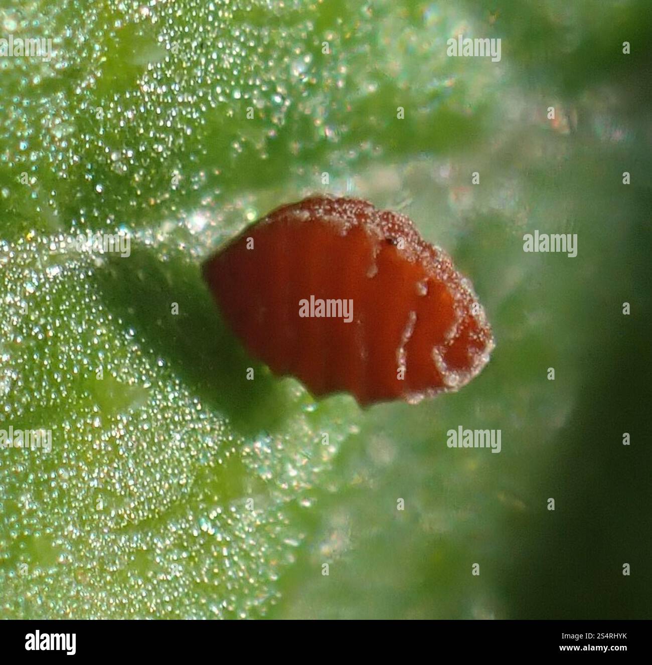 woodsorrel family (Oxalidaceae Stock Photo - Alamy