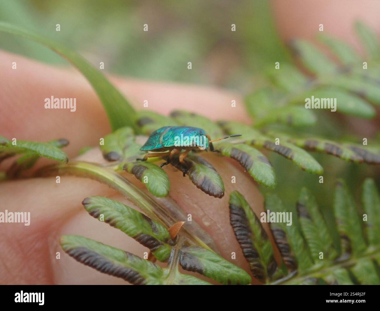 Bracken Stink Bug (Erachtheus lutulentus Stock Photo - Alamy