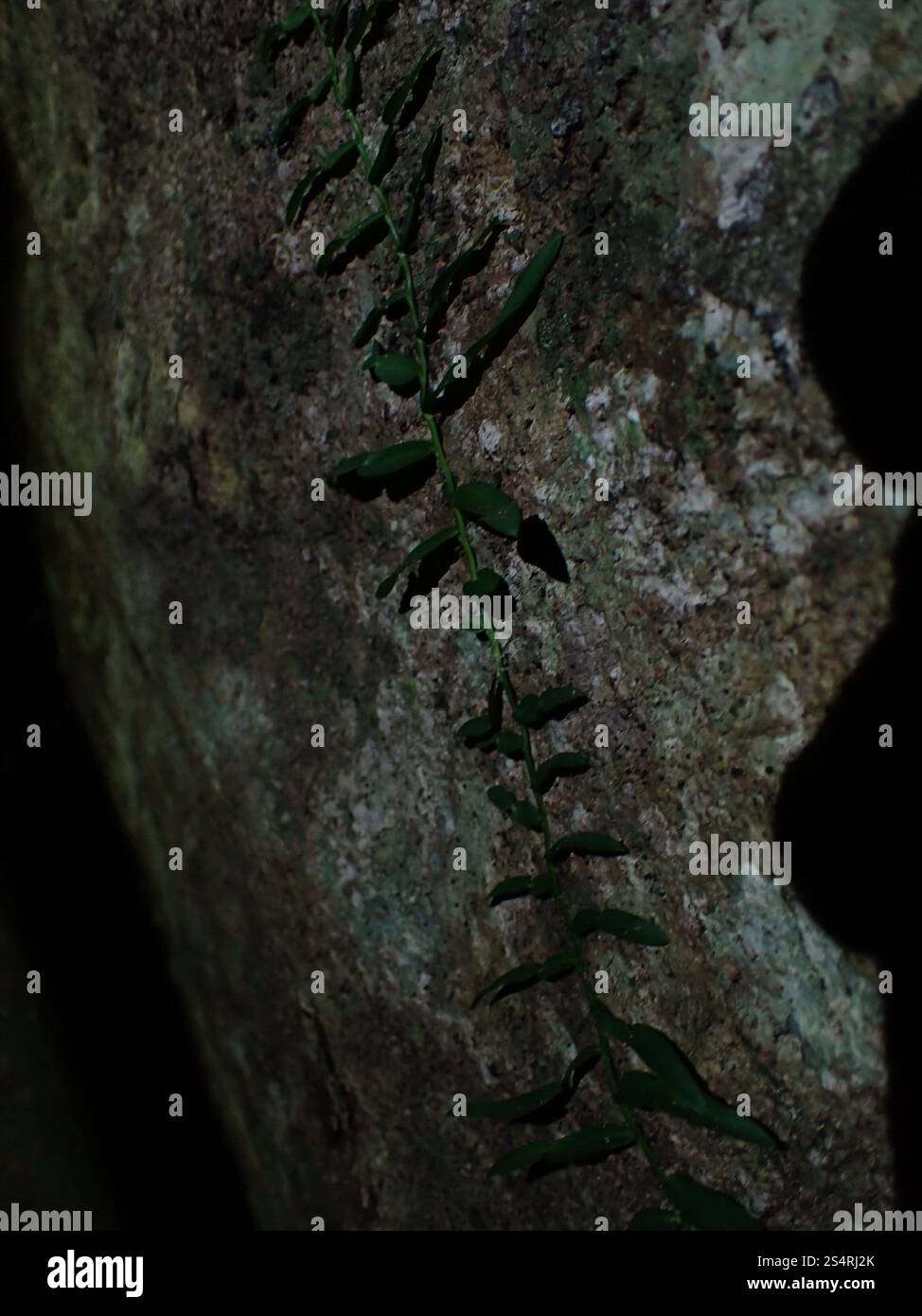 candle vine (Pothos longipes Stock Photo - Alamy